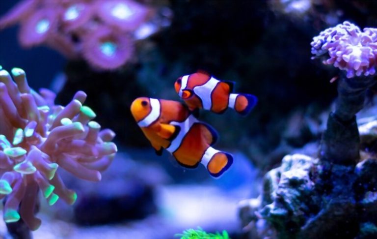 The Names of 22 Types of Fishes from Finding Nemo (Pictures Included ...
