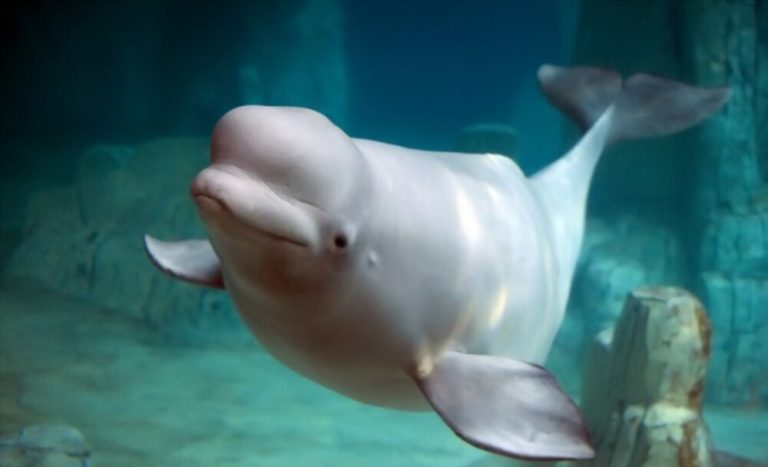 The Names of 22 Types of Fishes from Finding Nemo (Pictures Included ...