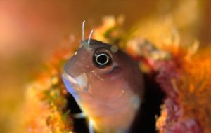 The Names of 22 Types of Fishes from Finding Nemo (Pictures Included ...