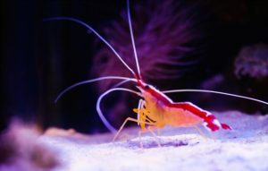 The Names of 22 Types of Fishes from Finding Nemo (Pictures Included ...