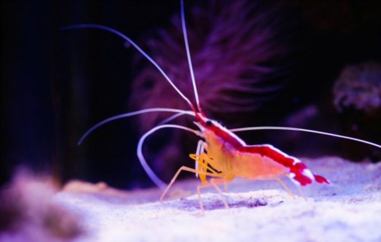 The Names of 22 Types of Fishes from Finding Nemo (Pictures Included ...