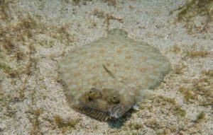 The Names of 22 Types of Fishes from Finding Nemo (Pictures Included ...