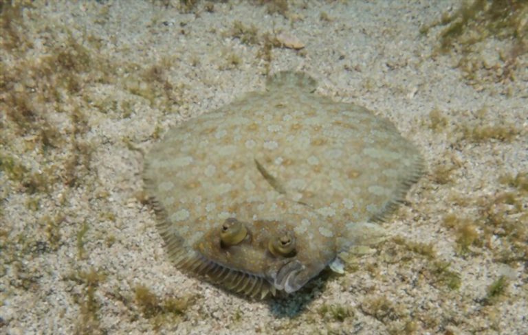 The Names of 22 Types of Fishes from Finding Nemo (Pictures Included ...