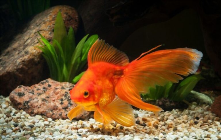 The Names of 22 Types of Fishes from Finding Nemo (Pictures Included ...