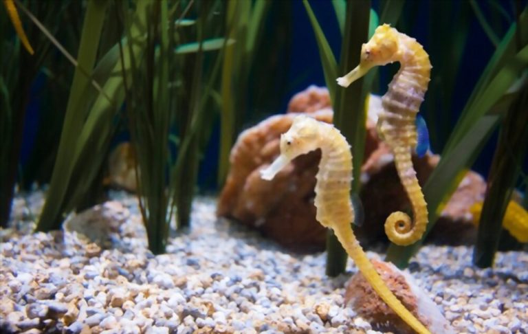 The Names of 22 Types of Fishes from Finding Nemo (Pictures Included ...