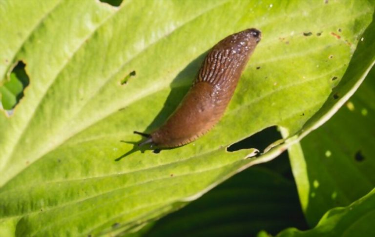 9 Animals That Slither - Animals We Like