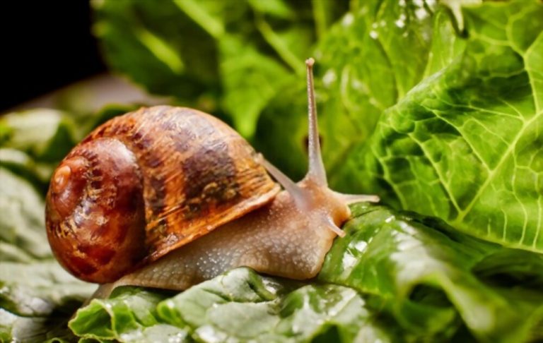 9 Animals That Slither - Animals We Like