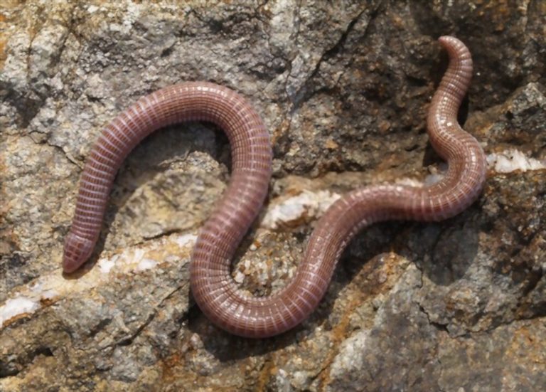 9 Animals That Slither - Animals We Like