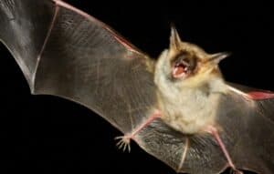 Which Animals Represent Evil? (11 Creatures) - Animals We Like