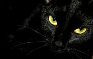 Which Animals Represent Evil? (11 Creatures) - Animals We Like