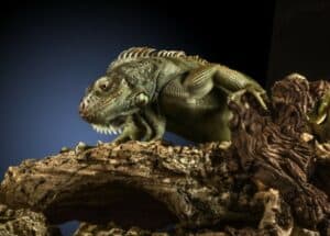 Which Animals Represent Evil? (11 Creatures) - Animals We Like