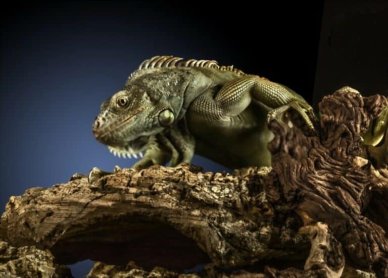 Which Animals Represent Evil? (11 Creatures) - Animals We Like