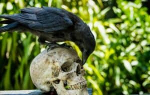 Which Animals Represent Evil? (11 Creatures) - Animals We Like