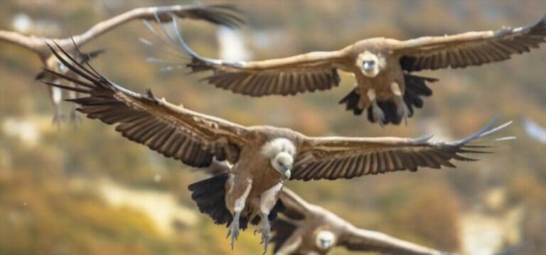 Which Animals Represent Evil? (11 Creatures) - Animals We Like