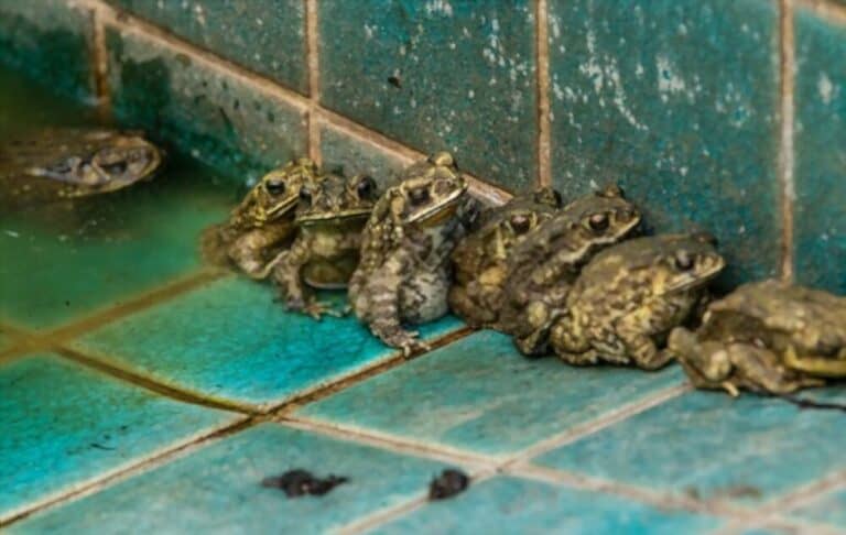 What is a Group of Toads Called? - Animals We Like