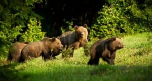 What is a Group of Bears Called? - Animals We Like