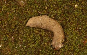 What Does Toad Poop Look Like? (with Video & Photo) - Animals We Like
