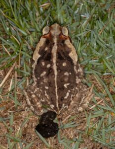 What Does Toad Poop Look Like? (with Video & Photo) - Animals We Like
