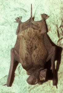 Do Bats Have Tails? - Animals We Like