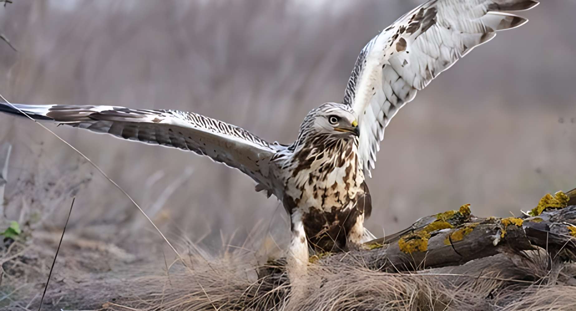 What Eats an Arctic Fox? 14 Arctic Fox Predators - Animals We Like
