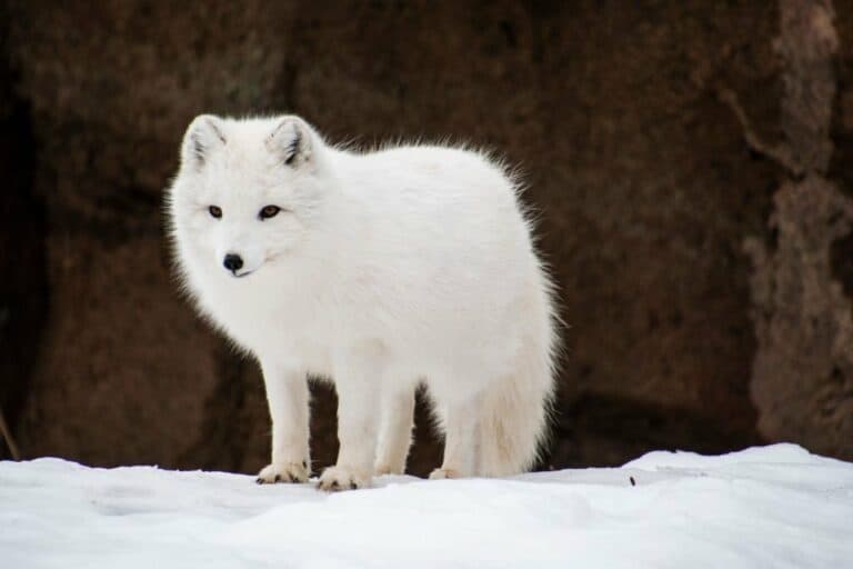 The Life Cycle of the Arctic Fox - Animals We Like