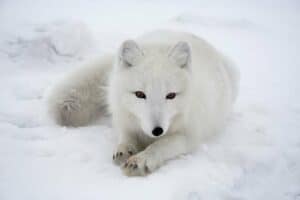 The Life Cycle of the Arctic Fox - Animals We Like