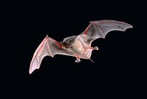 Do Bats Have Tails? - Animals We Like