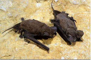 Do Bats Have Tails? - Animals We Like