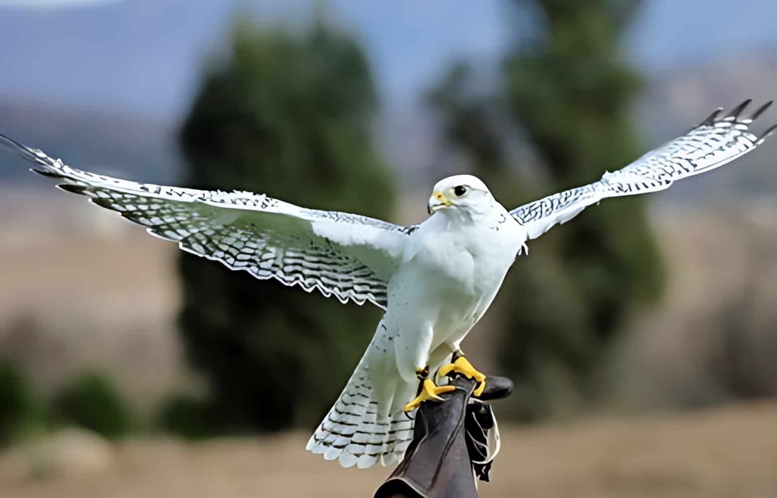 What Eats an Arctic Fox? 14 Arctic Fox Predators - Animals We Like