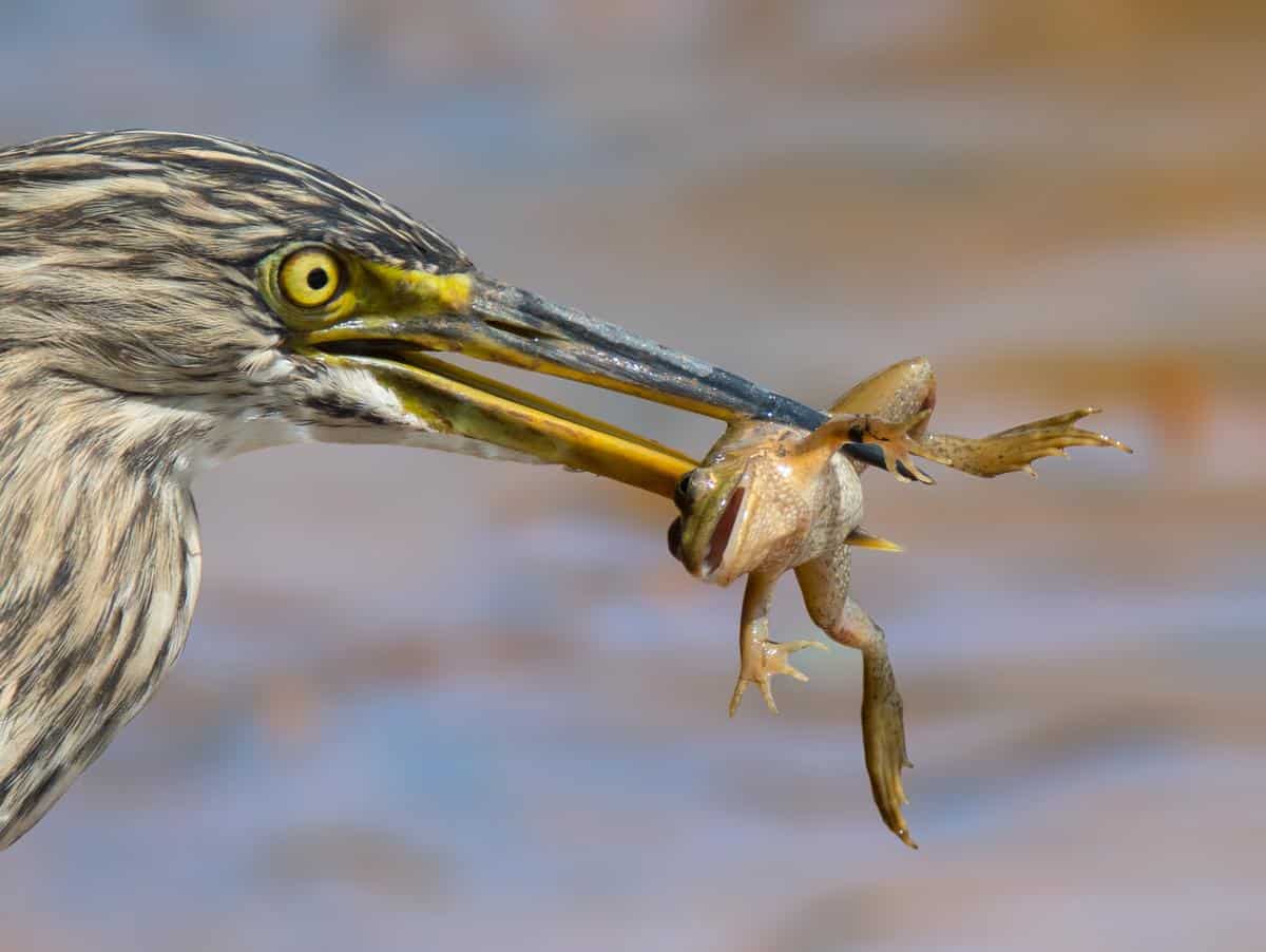What Animals Eat Frogs? Frog Predators - Animals We Like