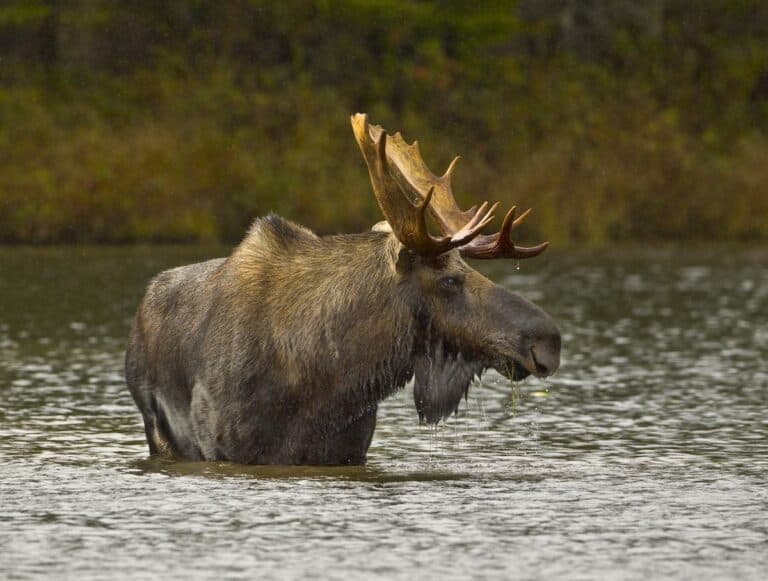Are There Moose in Pennsylvania? - Animals We Like