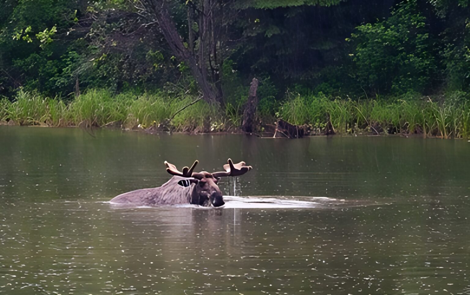 How Fast Can a Moose Run? - Animals We Like