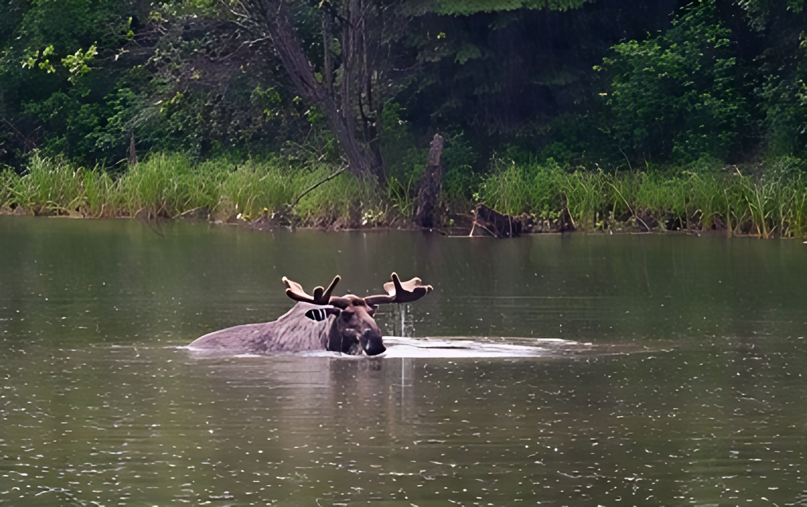 How Long Can A Moose Hold Its Breath? - Animals We Like
