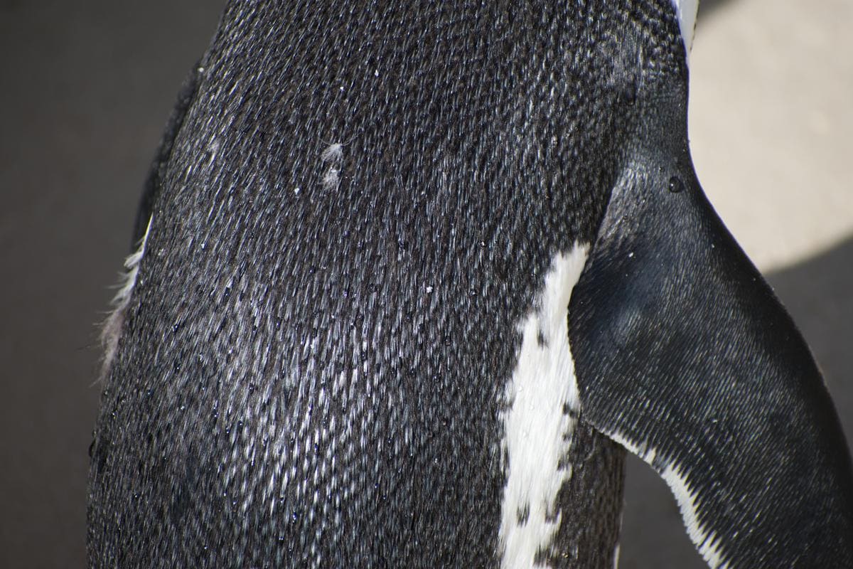 Do Penguins Have Feathers Or Fur? - Animals We Like
