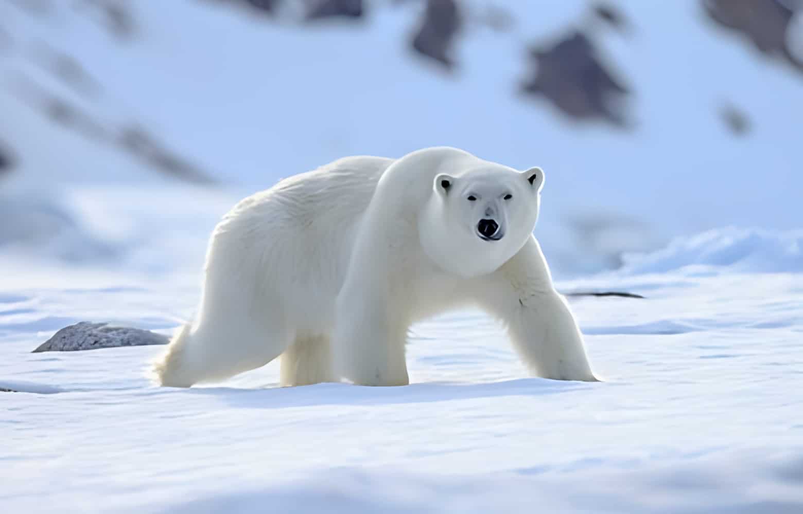 What Eats an Arctic Fox? 14 Arctic Fox Predators - Animals We Like