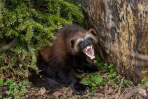 Can You Eat Wolverines? - Animals We Like