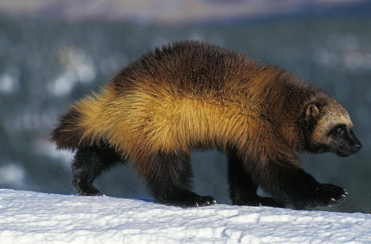 Can You Eat Wolverines? - Animals We Like