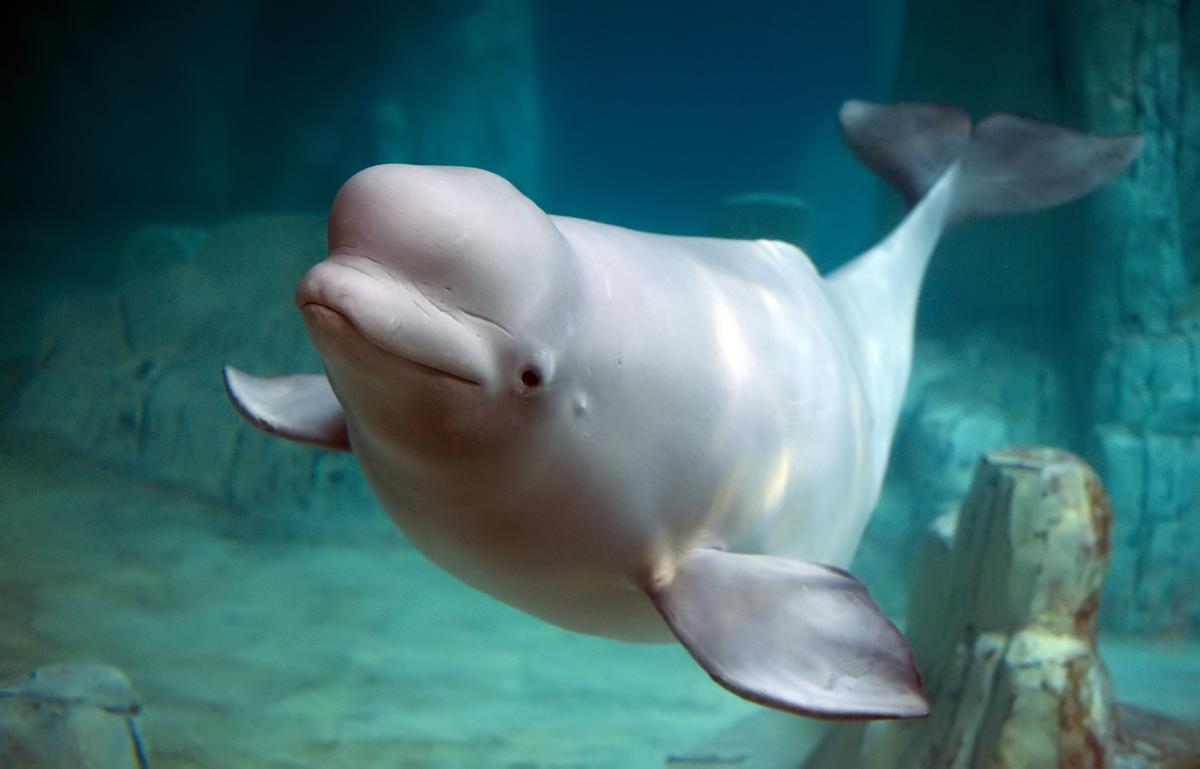 Beluga Whale Intelligence - How Smart Are Beluga Whales? - Animals We Like