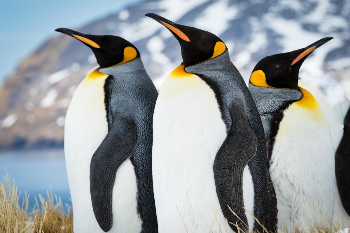 How Big is an Emperor Penguin Compared to a Human? - Animals We Like