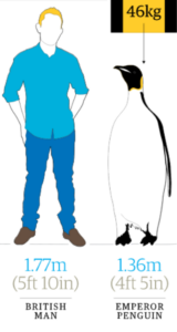 How Big is an Emperor Penguin Compared to a Human? - Animals We Like