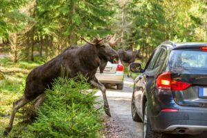 How Fast Can a Moose Run? - Animals We Like