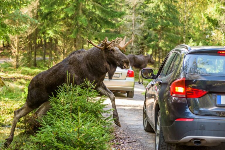 How Fast Can a Moose Run? - Animals We Like